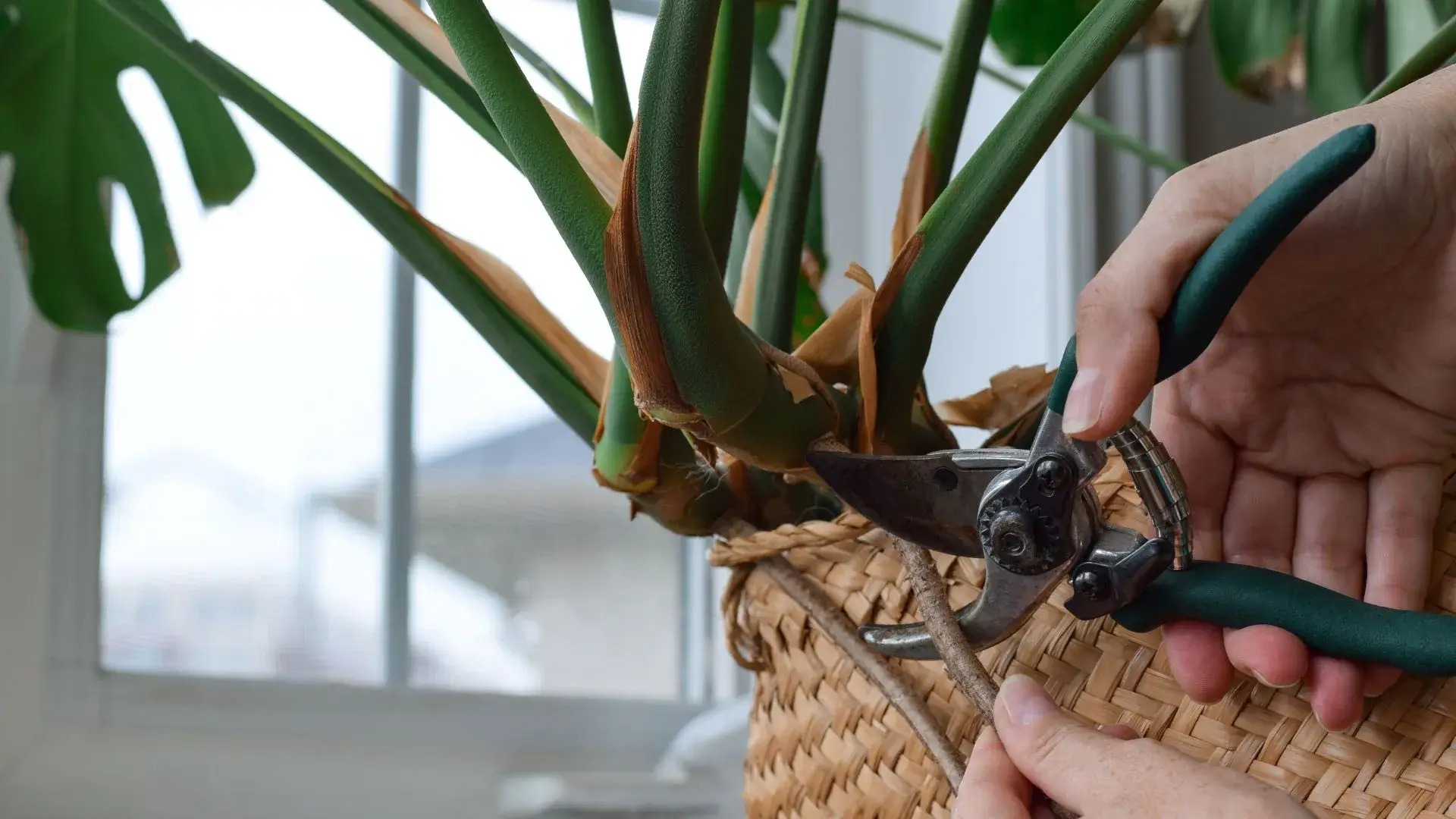 Pruning Houseplants: Simple Steps to Healthy Growth